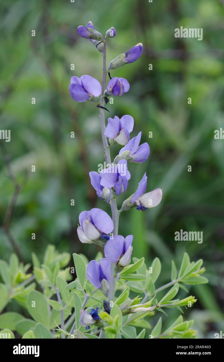 Indigo field hi-res stock photography and images - Alamy