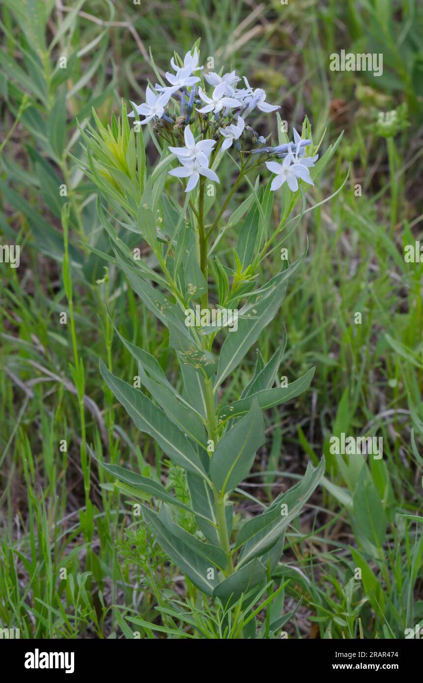 Texas Bluestar, Amsonia ciliata var. texana Stock Photo - Alamy