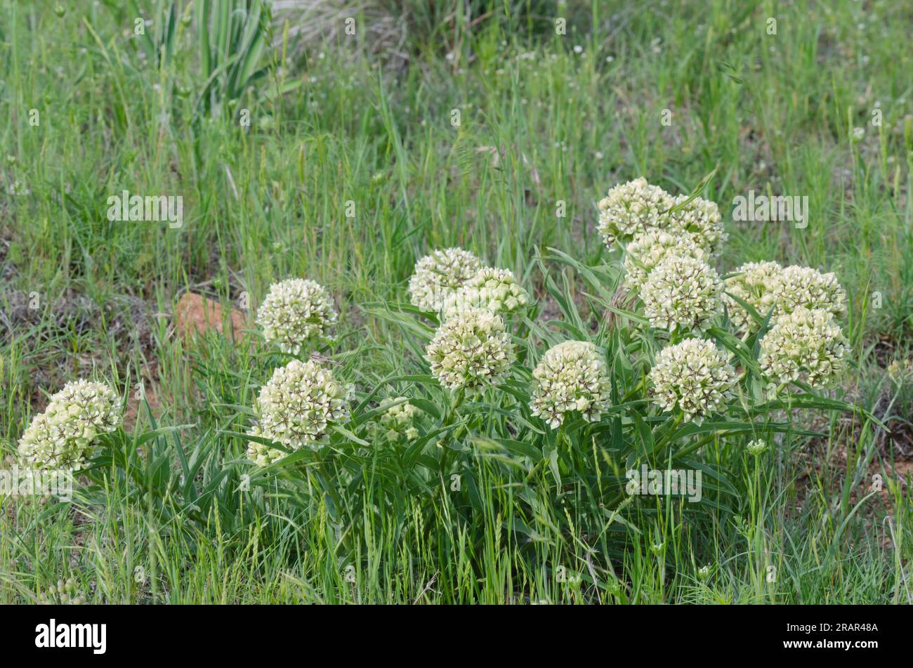 Antelope horns, Asclepias asperula Stock Photo - Alamy