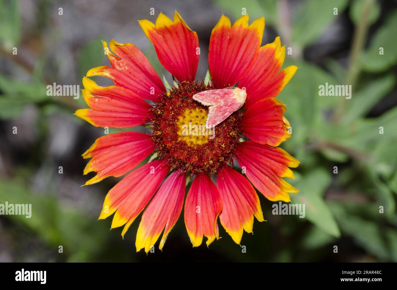 Painted Schinia, Schinia volupia, on Indian Blanket, Gaillardia ...