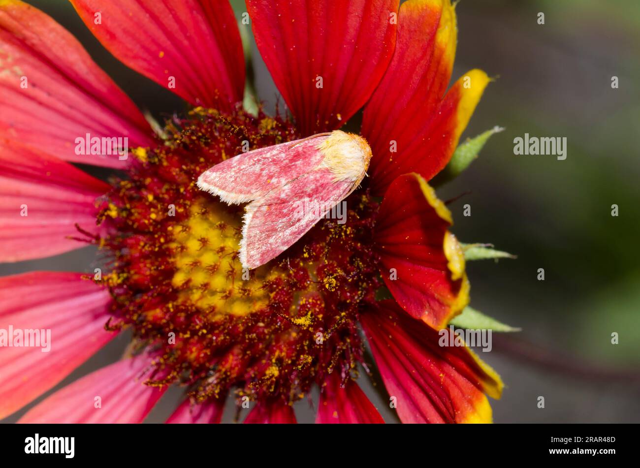 Painted Schinia, Schinia volupia, on Indian Blanket, Gaillardia ...