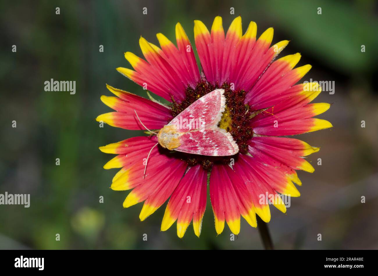 Painted Schinia, Schinia volupia, on Indian Blanket, Gaillardia ...