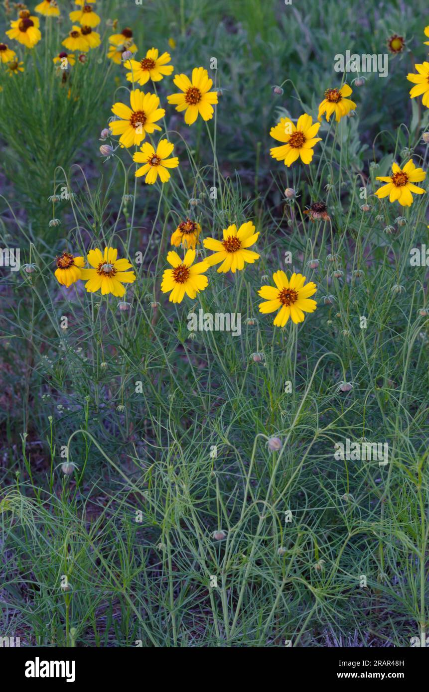 Stiff Greenthread, Thelesperma filifolium Stock Photo - Alamy