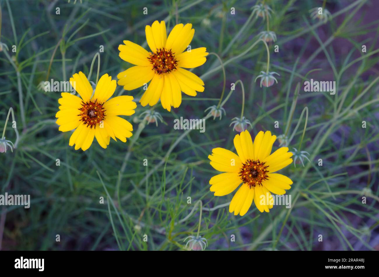 Thelesperma filifolium hi-res stock photography and images - Alamy