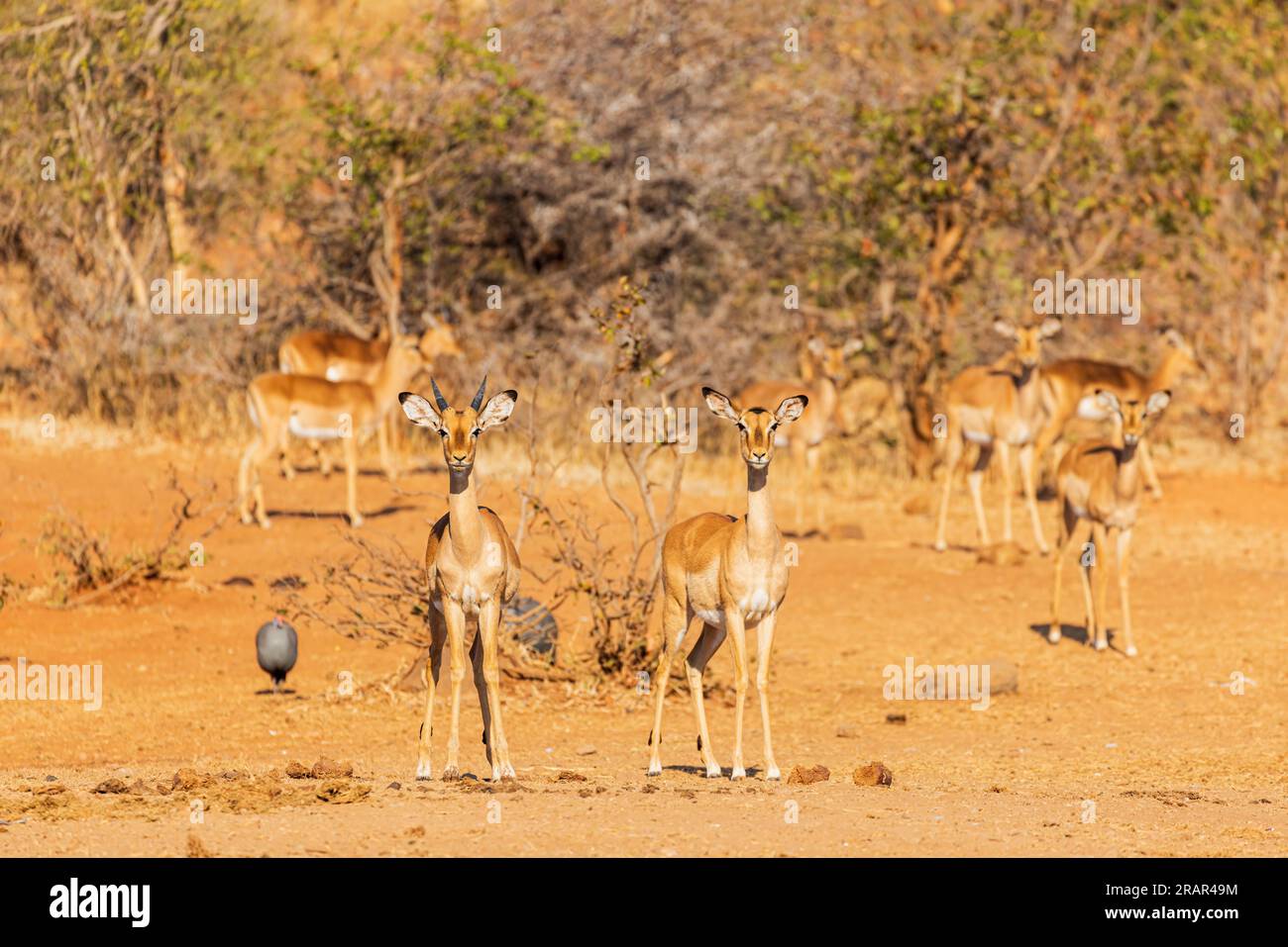 Young impala in kruger hi-res stock photography and images - Alamy