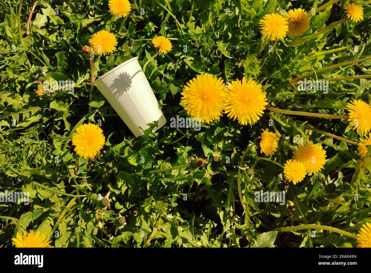 Texture of summer meadow dandelion flowers. Garbage lies between yellow ...