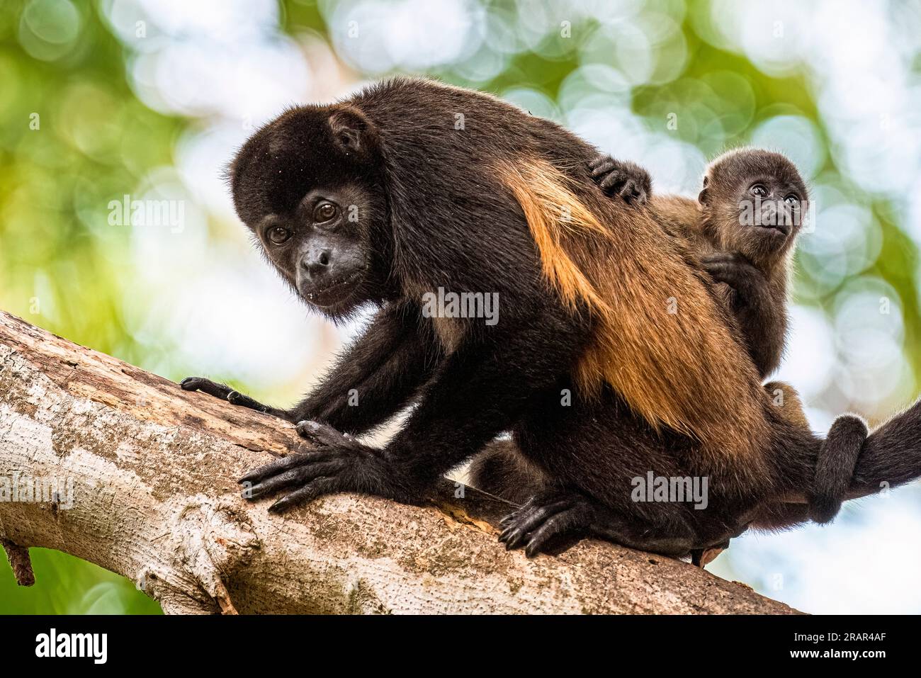 Azuero howler monkey mother - Alouatta coibensis trabeata - with baby ...