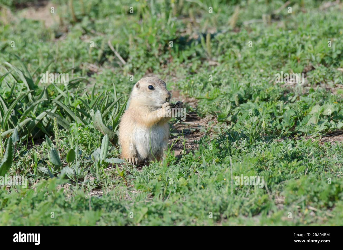 Black-tailed Prairie Dog, Cynomys ludovicianus, young feeding Stock ...