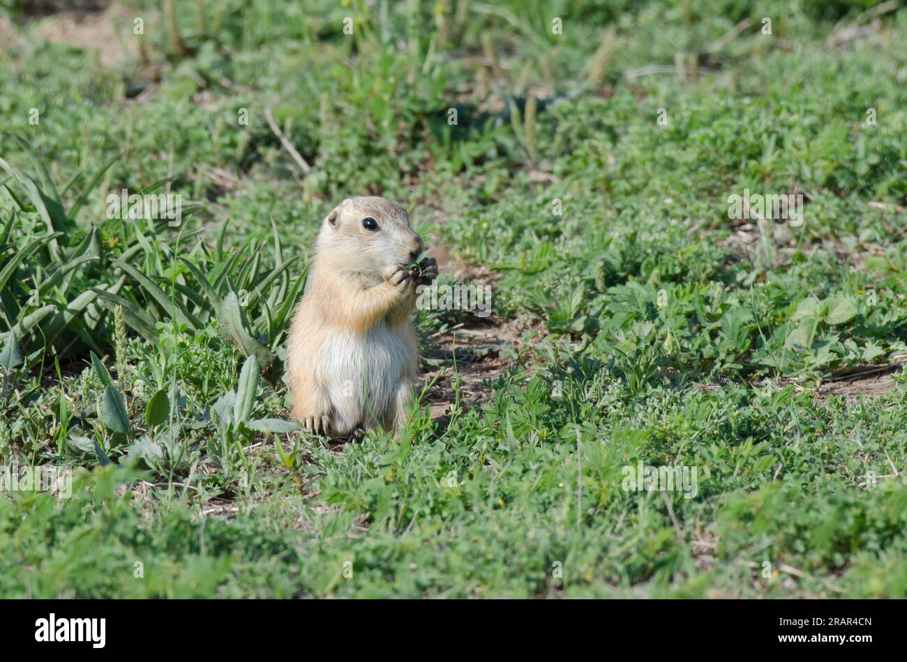 Black-tailed Prairie Dog, Cynomys ludovicianus, young feeding Stock ...