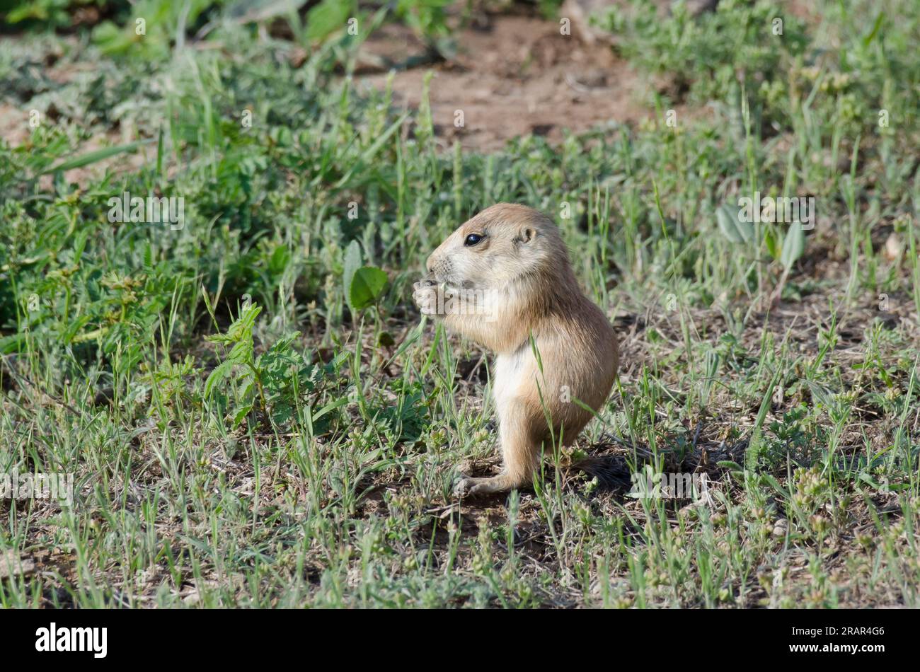 Black-tailed Prairie Dog, Cynomys ludovicianus, young feeding Stock ...