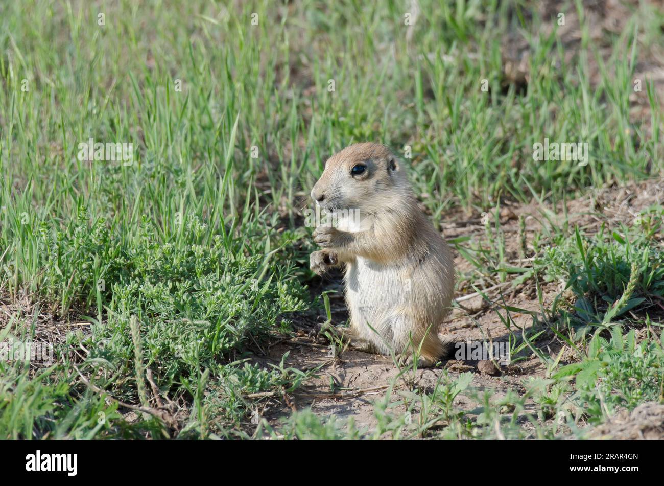 Black-tailed Prairie Dog, Cynomys ludovicianus, young feeding Stock ...