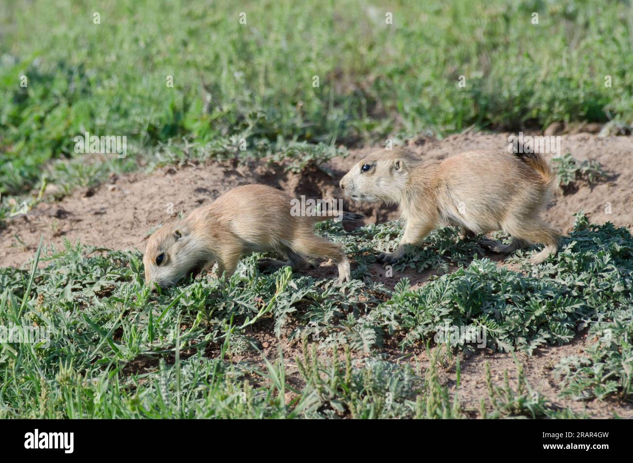 Running with dogs hi-res stock photography and images - Alamy