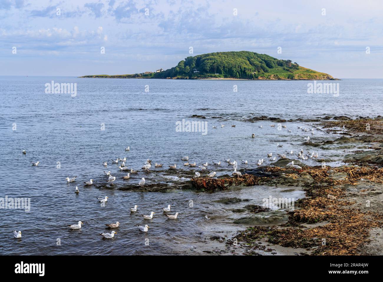 Looe Island Nature Reserve from Hannafore beach on the Cornish coast ...