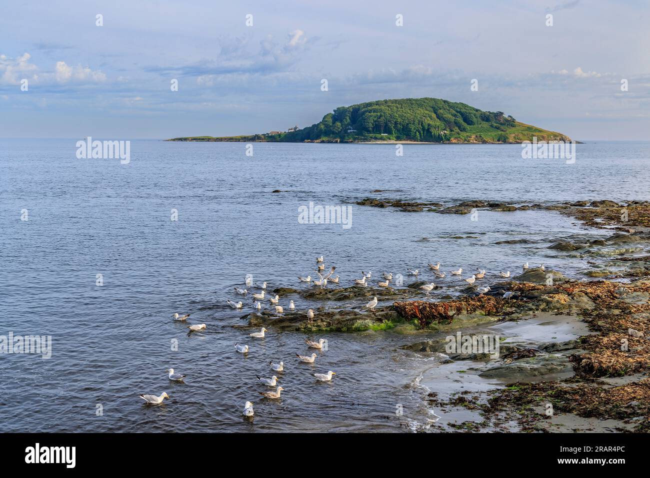 Looe Island Nature Reserve from Hannafore beach on the Cornish coast ...