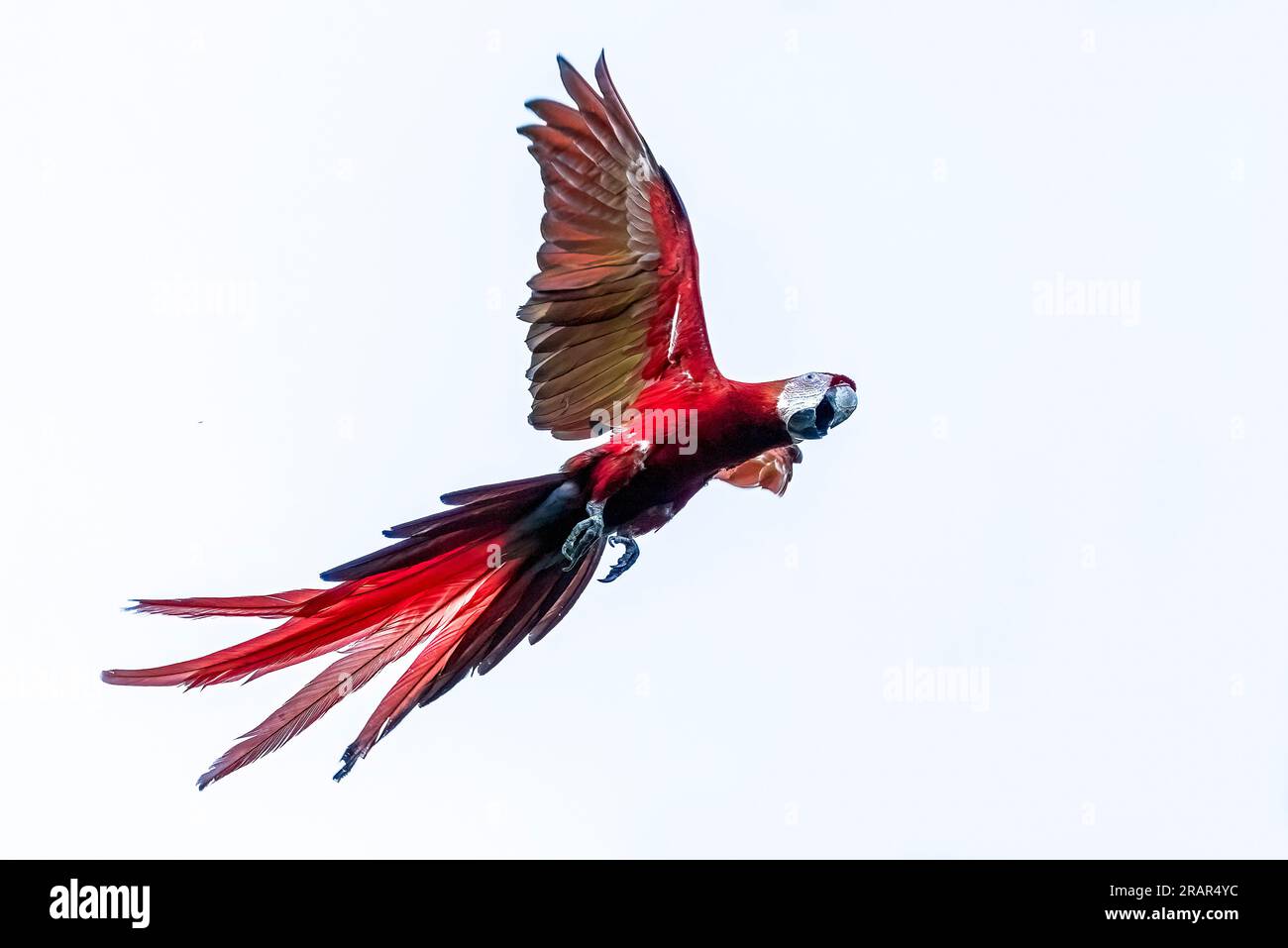 Scarlet macaw in flight with vivid colors with clear background Stock ...