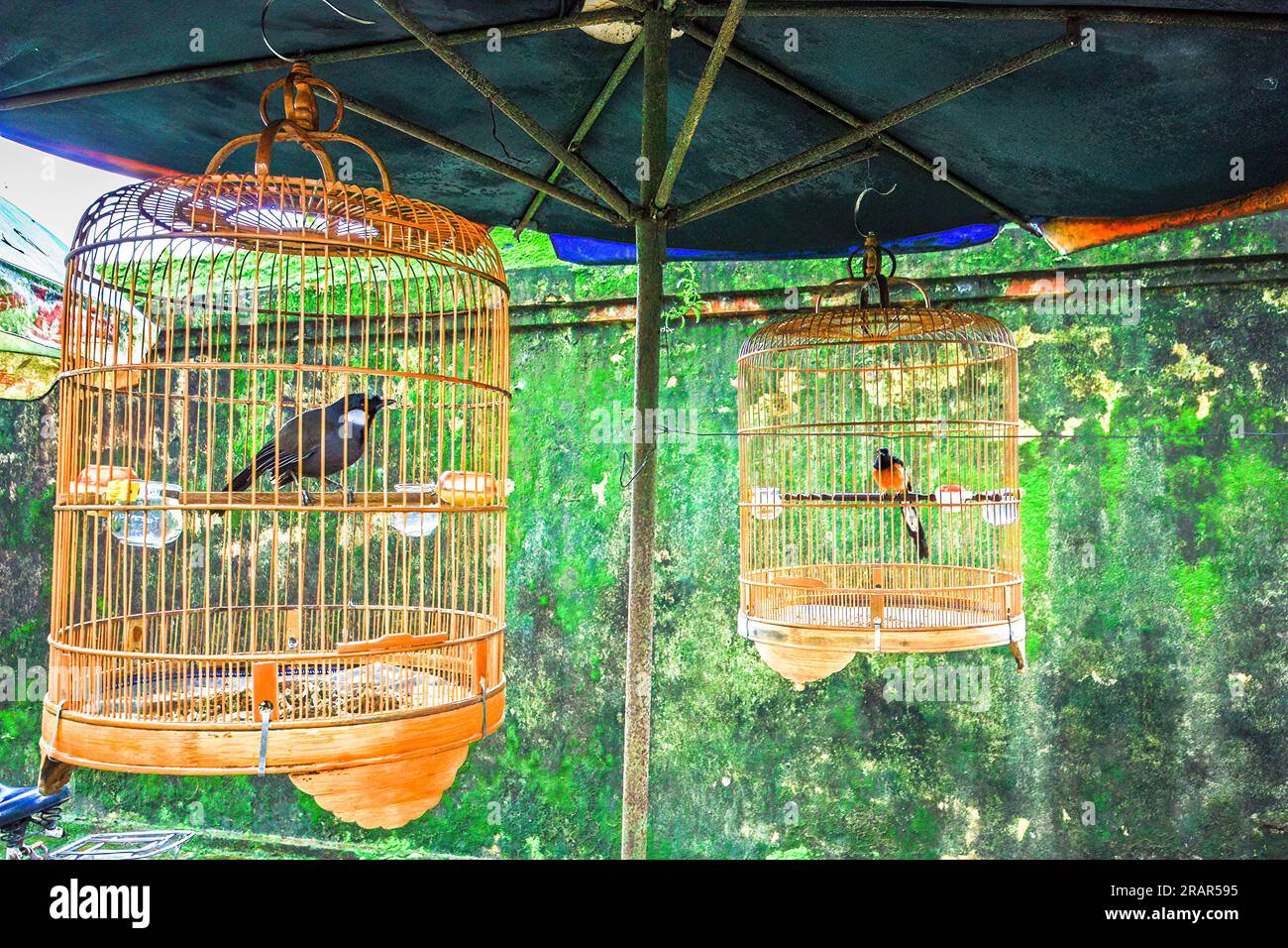 Song birds hanging Stock Photo - Alamy