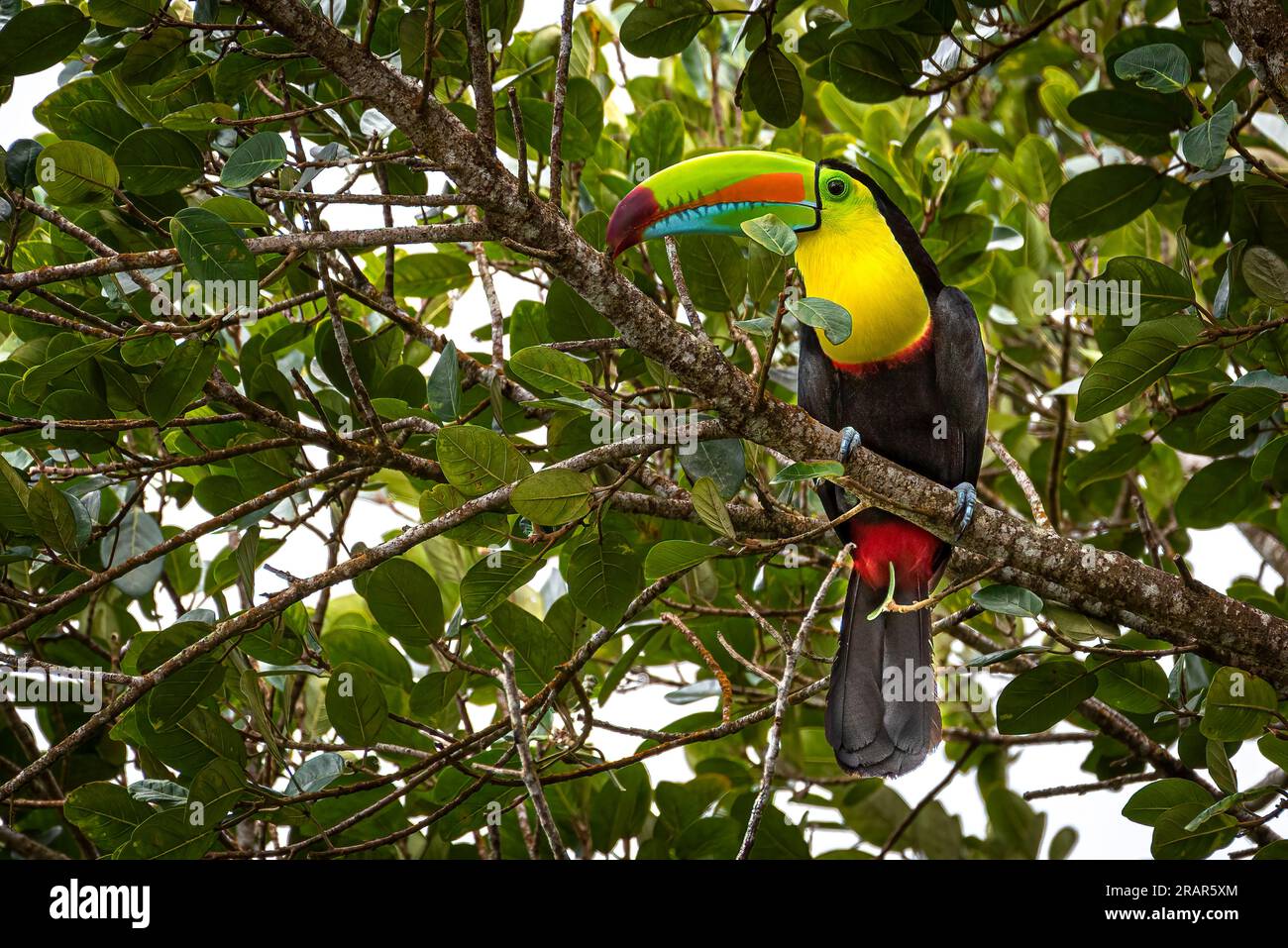 Keel billed toucan perched in the rain forest of Panama Stock Photo - Alamy