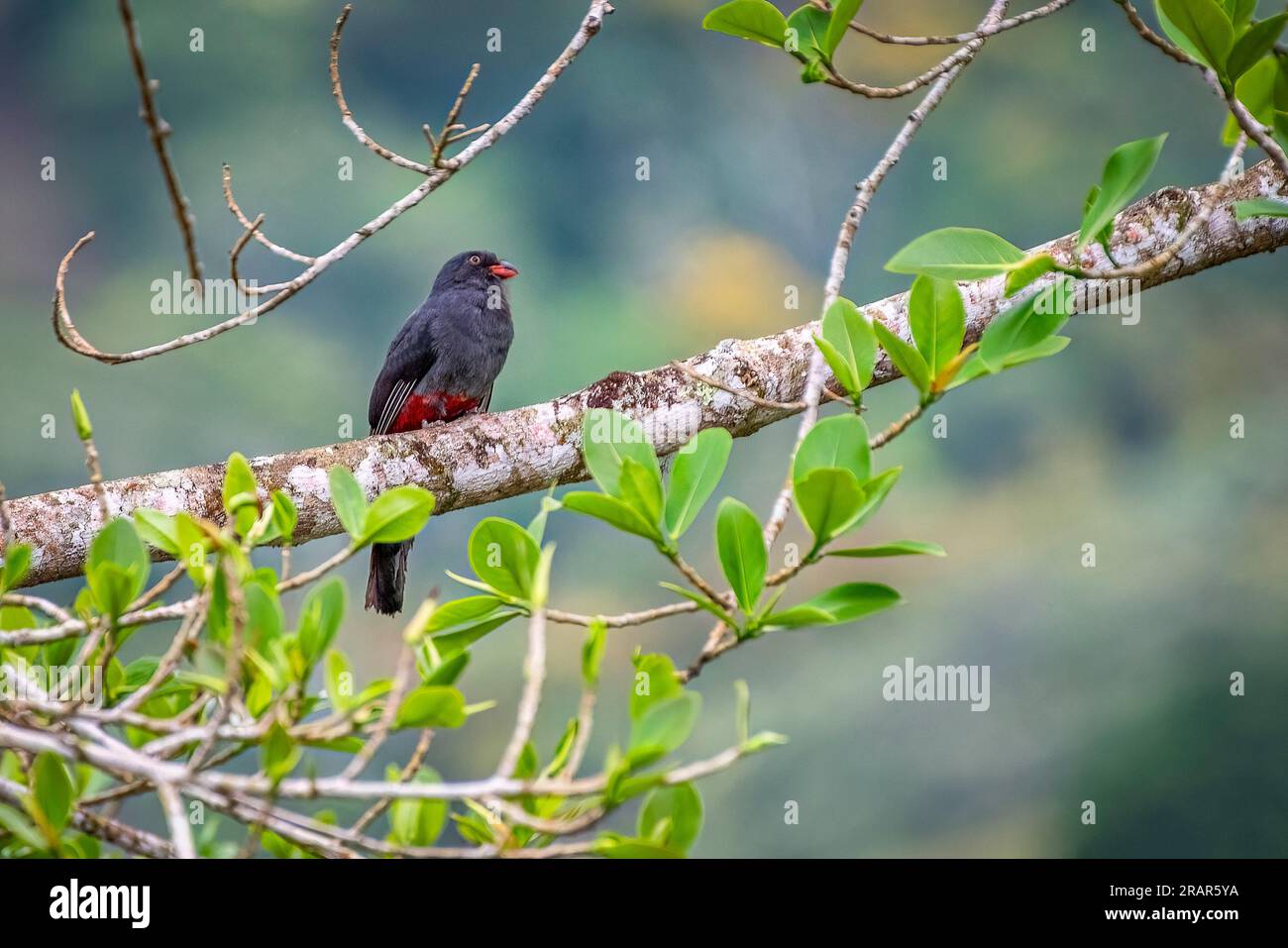 Slaty tailed trogon perched hi-res stock photography and images - Alamy