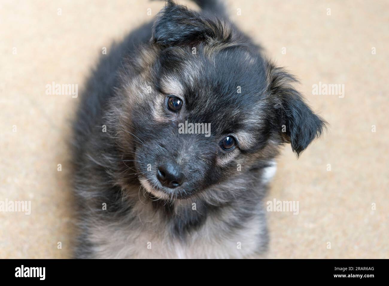 Little shepherd hi-res stock photography and images - Alamy