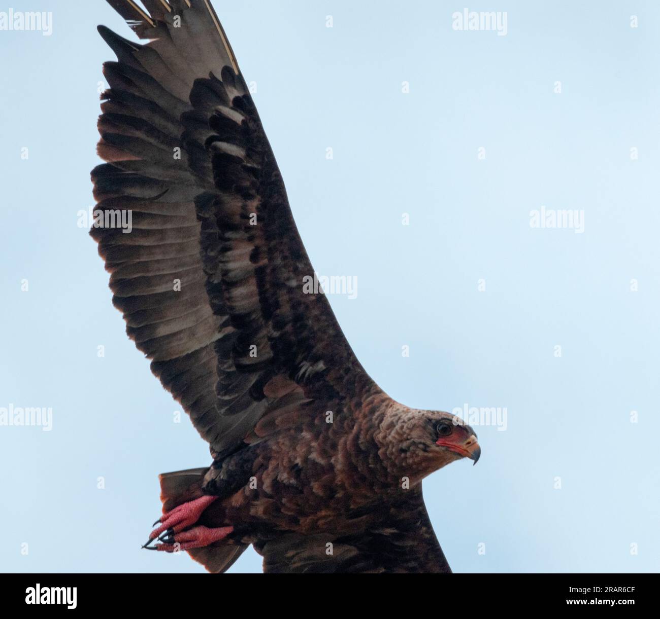 A juvenile Bataleur Eagle flies overhead as it covers huge areas of ...