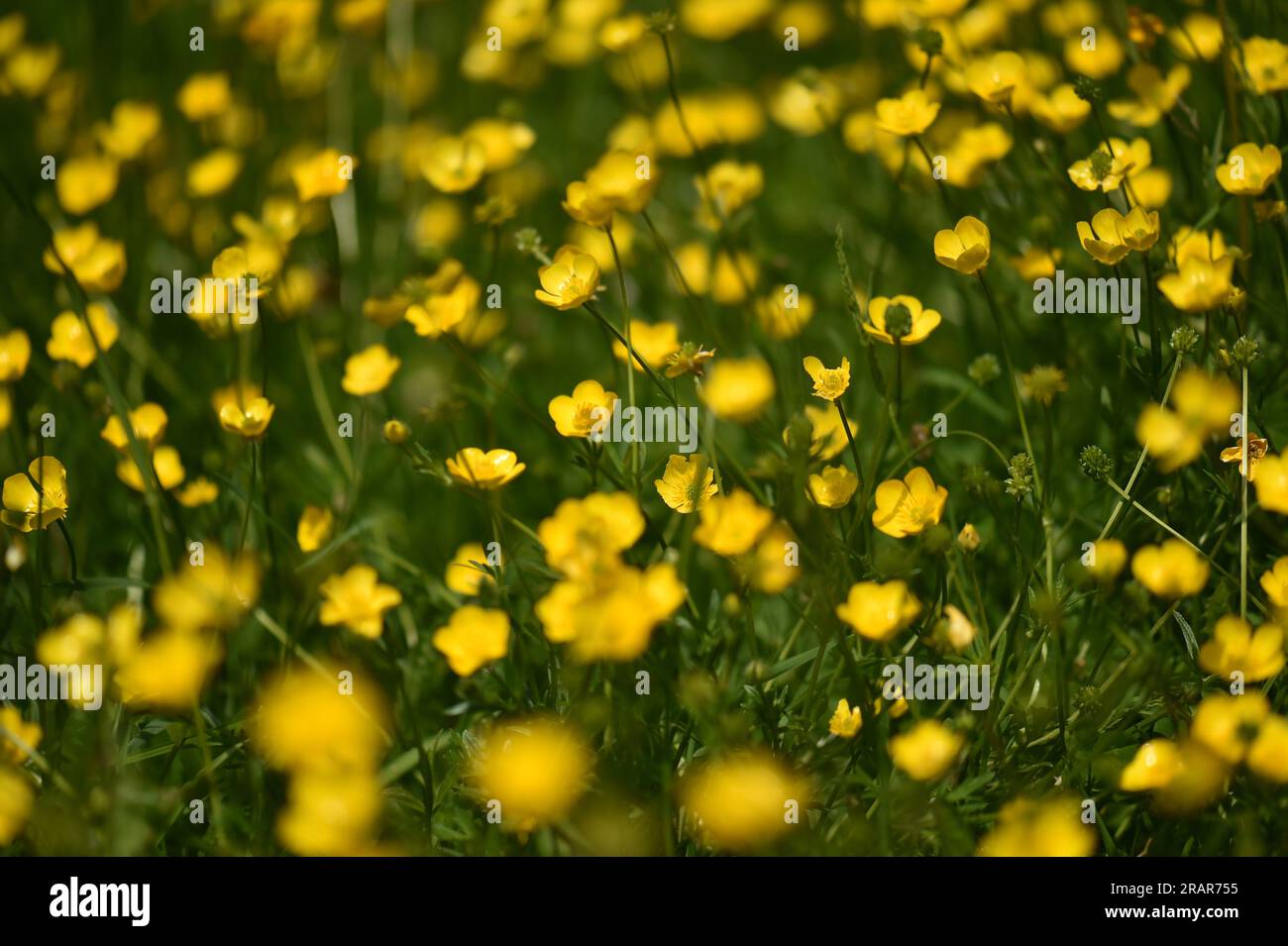 Buttercups, Spring flowers growing wild Stock Photo - Alamy