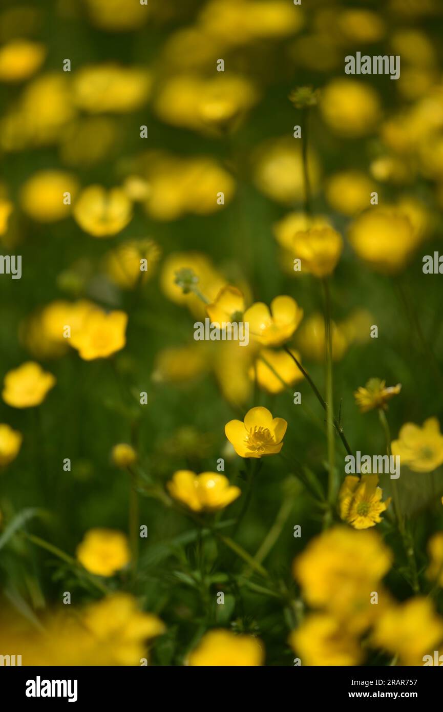 Buttercups, Spring flowers growing wild Stock Photo - Alamy