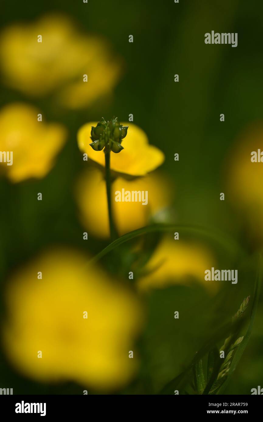 Buttercups, Spring flowers growing wild Stock Photo - Alamy