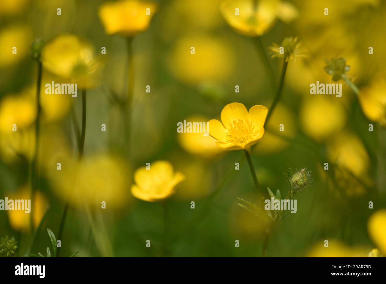 Buttercups, Spring flowers growing wild Stock Photo - Alamy