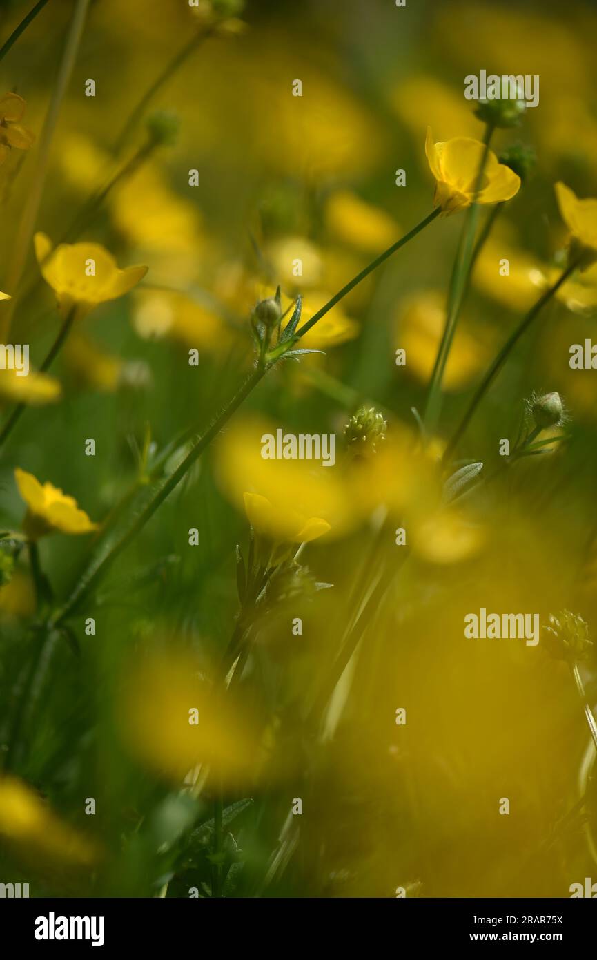 Buttercups, Spring flowers growing wild Stock Photo - Alamy