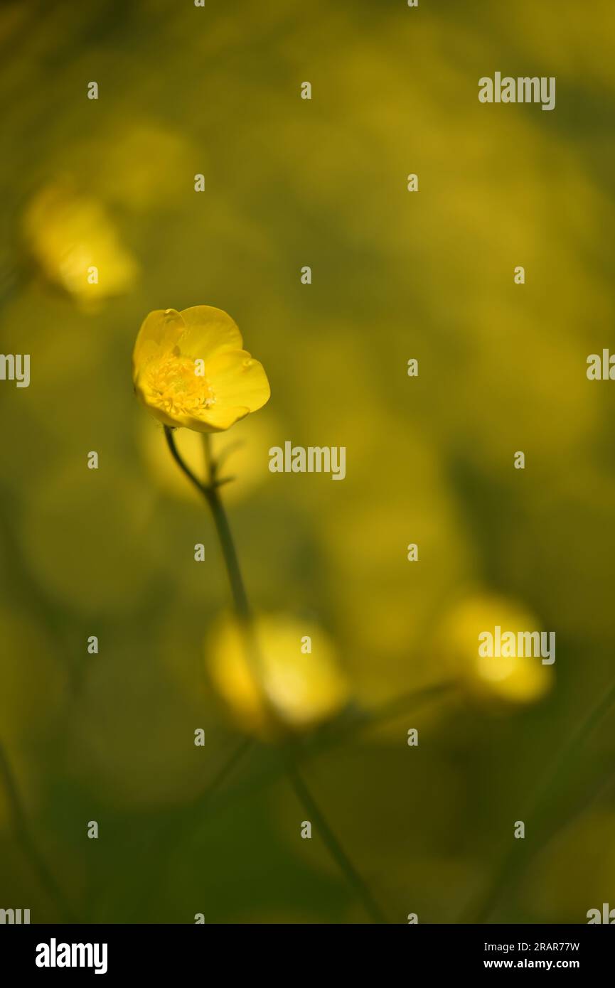 Buttercups, Spring flowers growing wild Stock Photo - Alamy