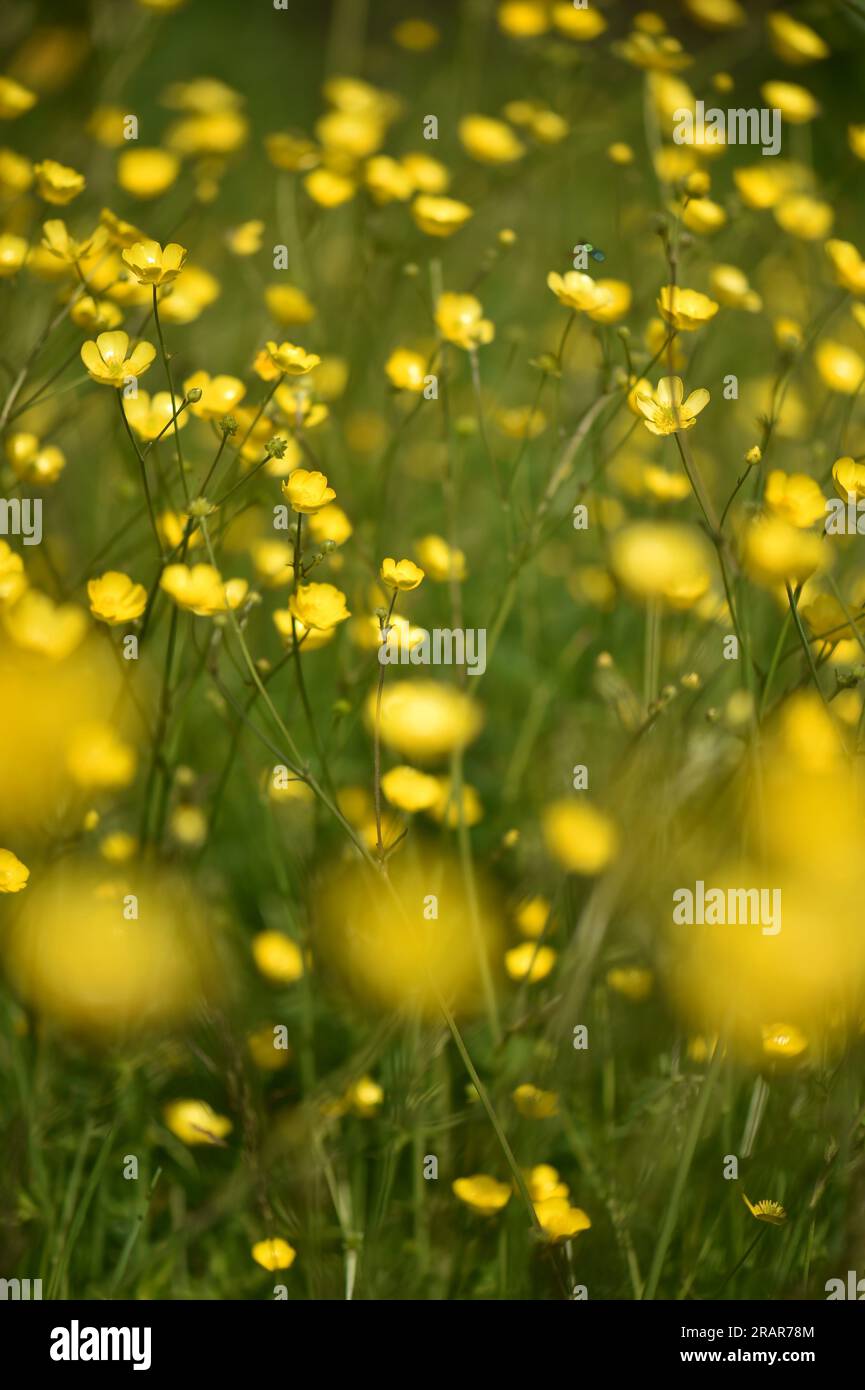 Buttercups, Spring flowers growing wild Stock Photo - Alamy
