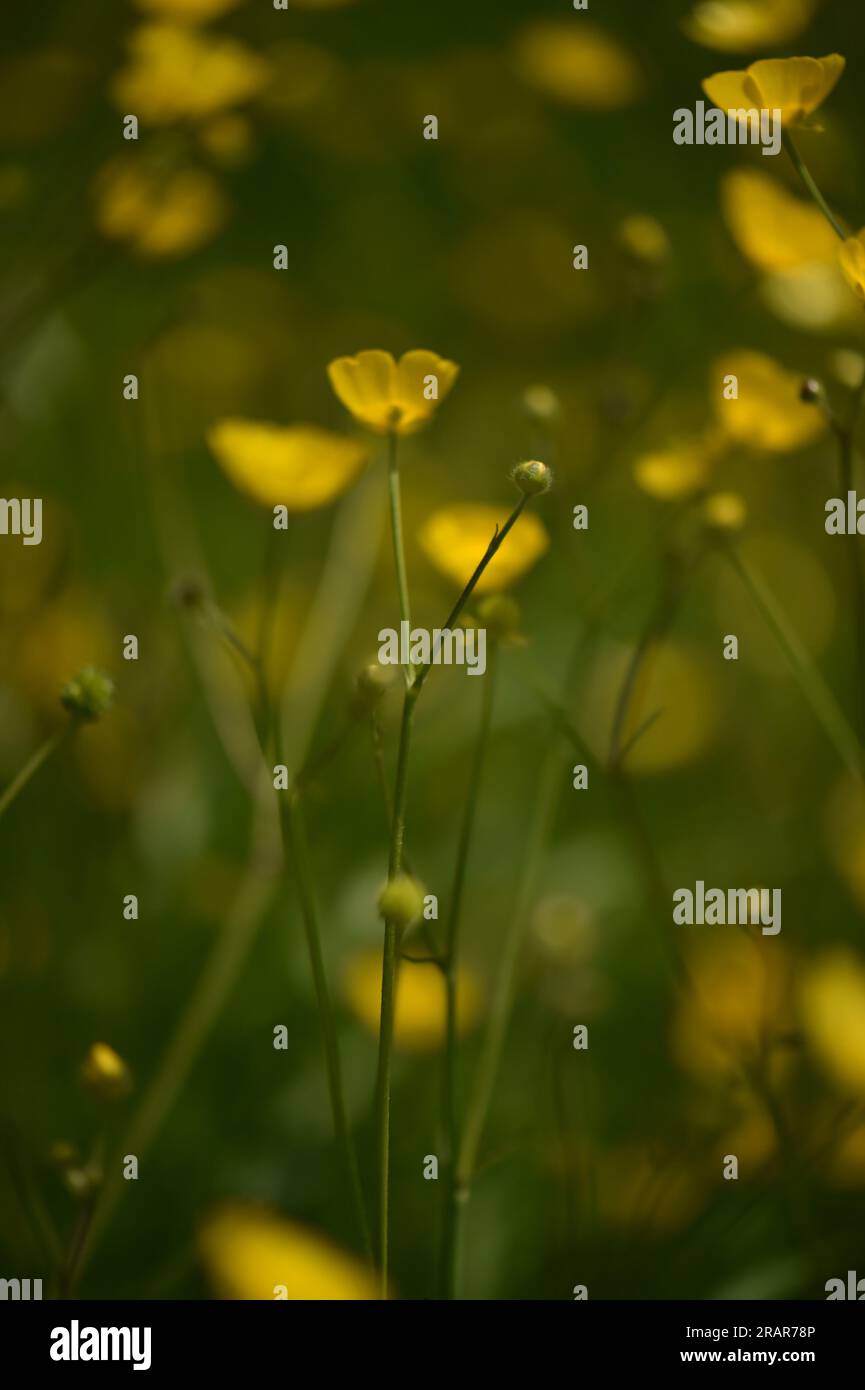 Buttercups, Spring flowers growing wild Stock Photo - Alamy