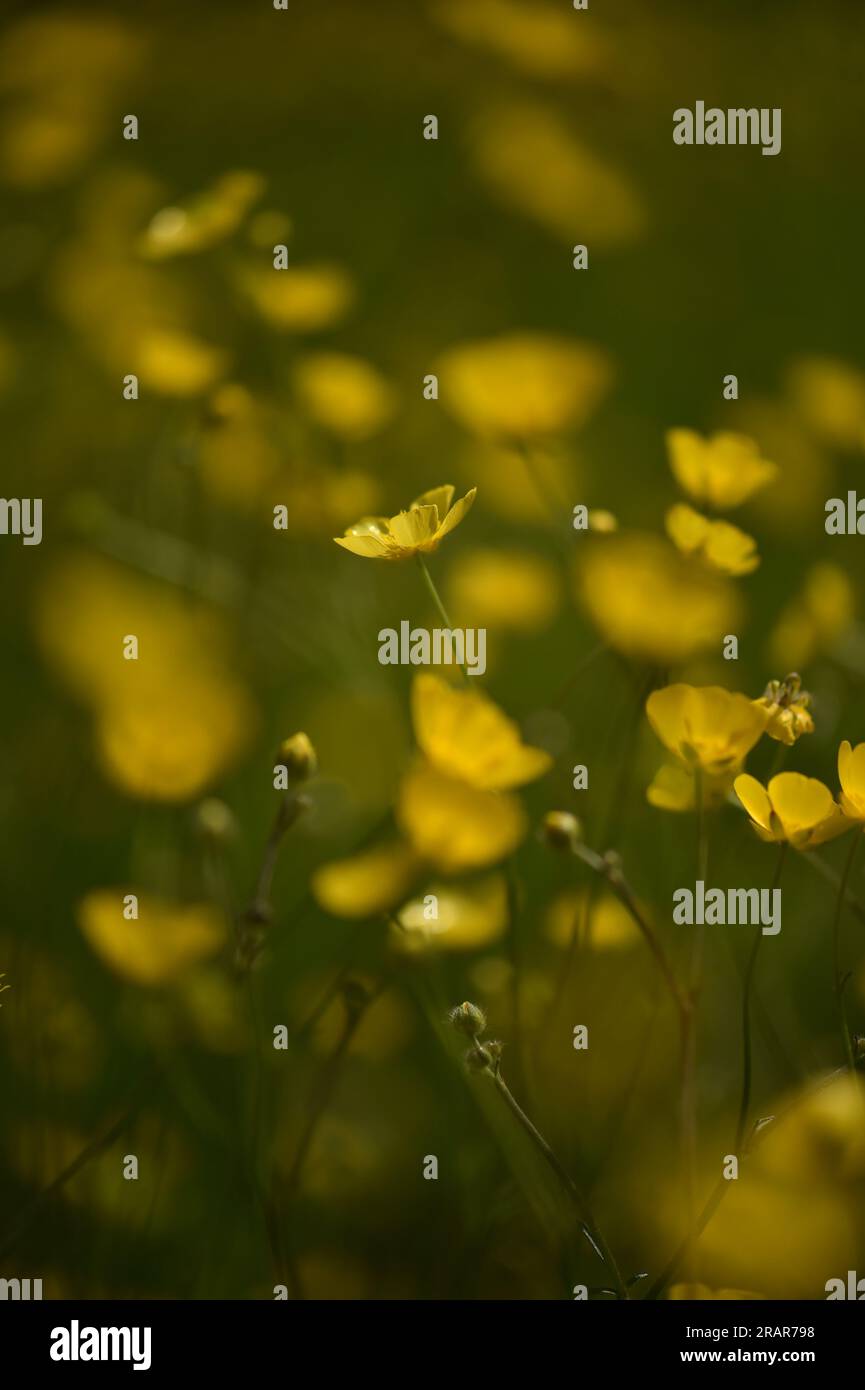 Buttercups, Spring flowers growing wild Stock Photo - Alamy