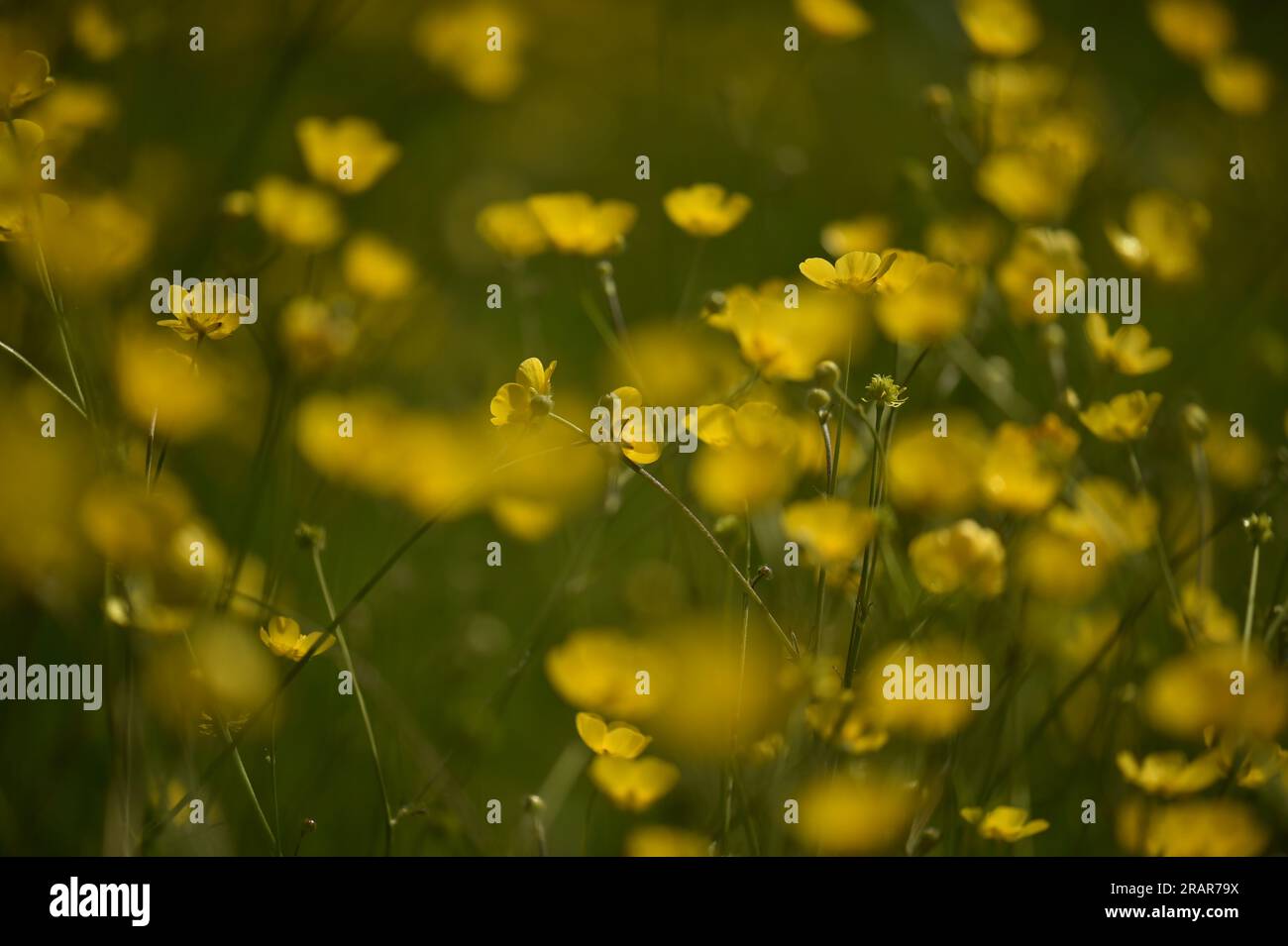 Buttercups, Spring flowers growing wild Stock Photo - Alamy