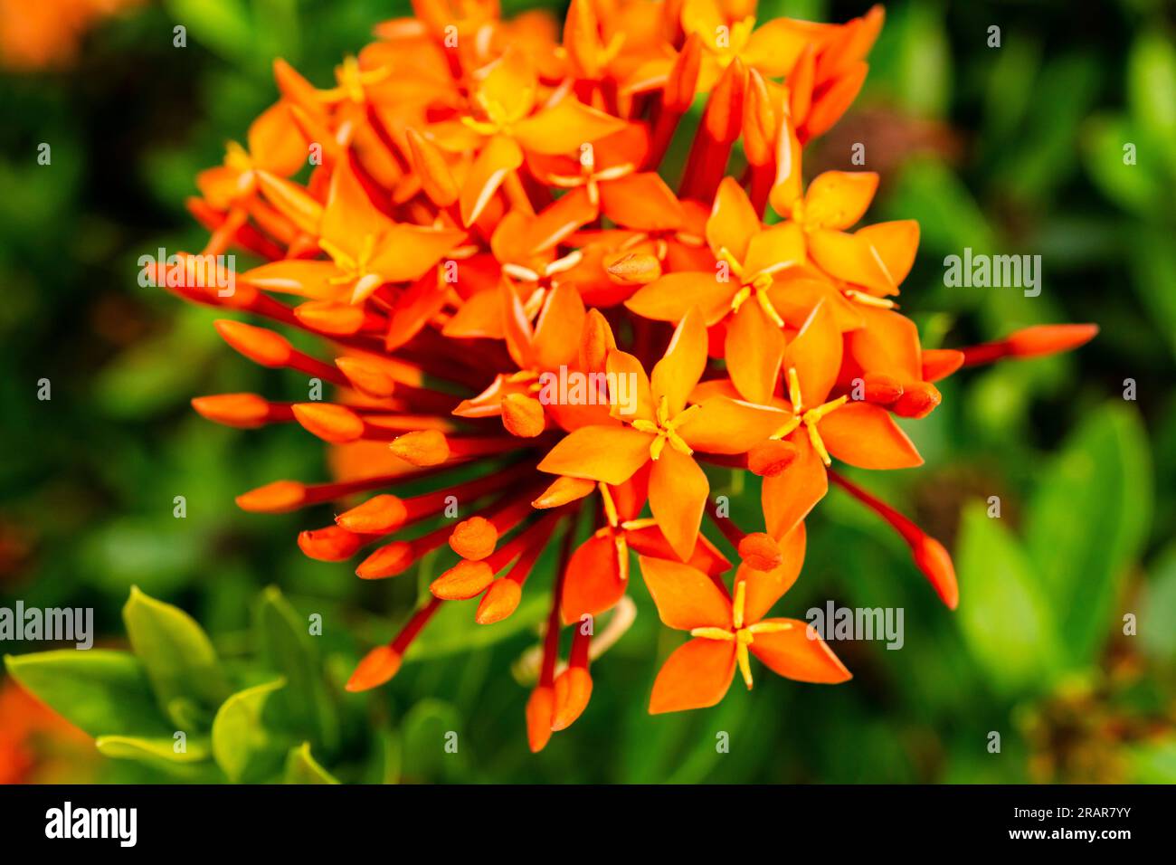 Beautiful red Ixora flowers in the tropical garden Stock Photo - Alamy