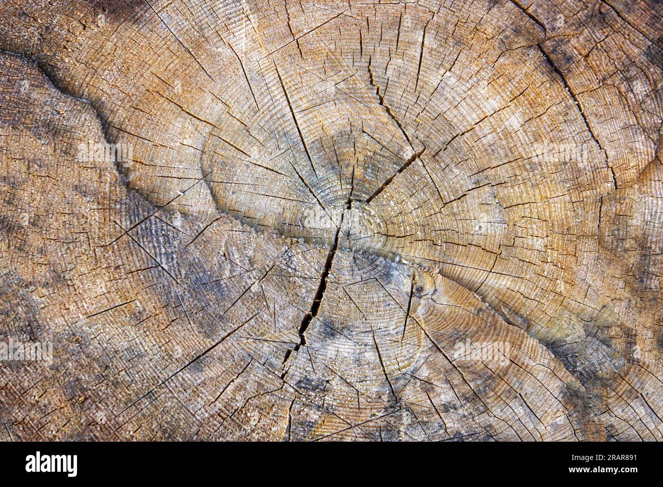 Wood background showing top cut of tree trunk with rings and textured ...