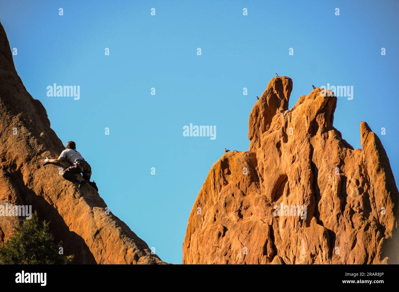 Thrill seeking male rock climber clinging to red rock slab in Garden of ...