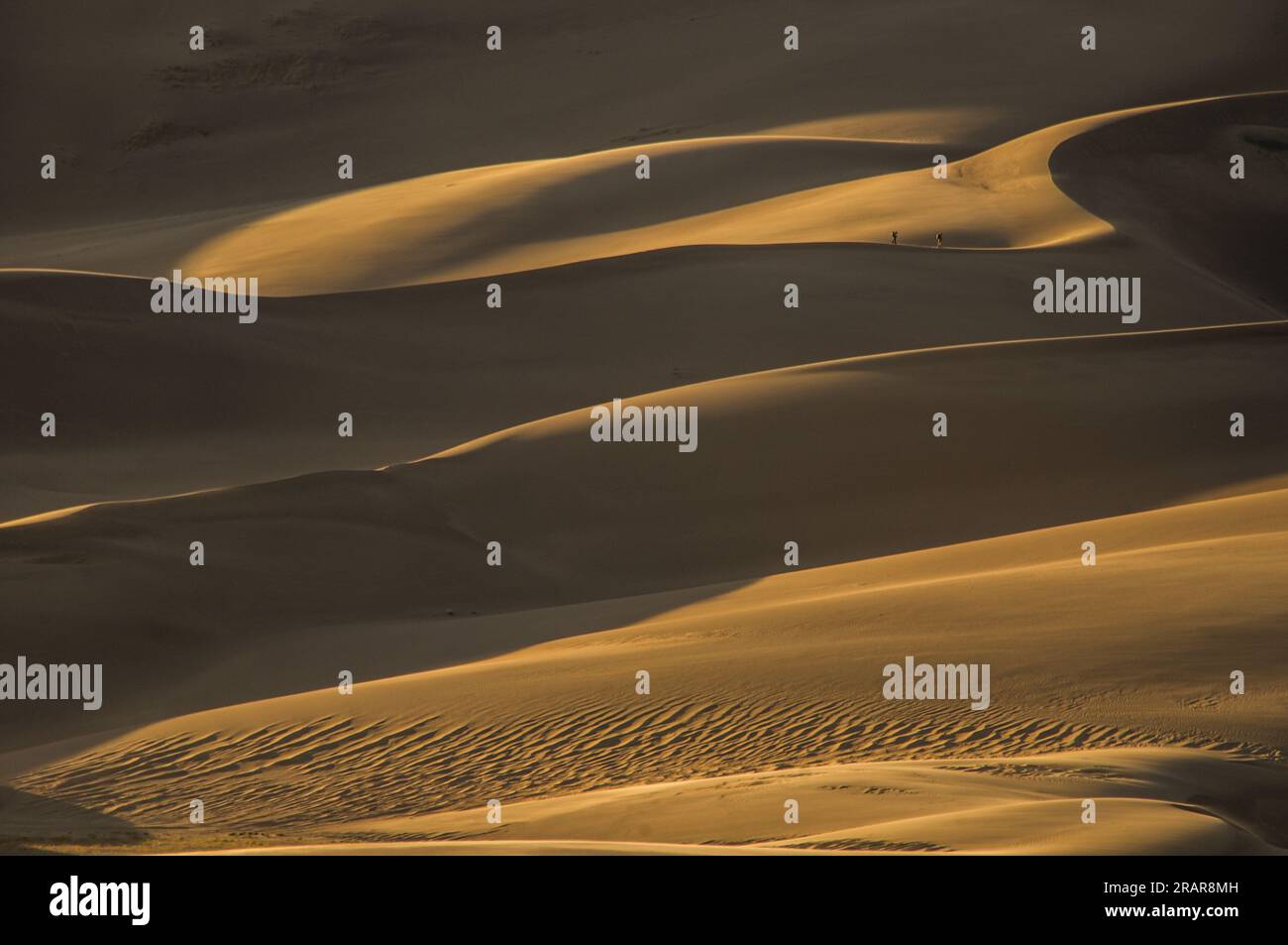 Hikers climbing along an enormous sand dune ridge at Great Sand Dunes ...