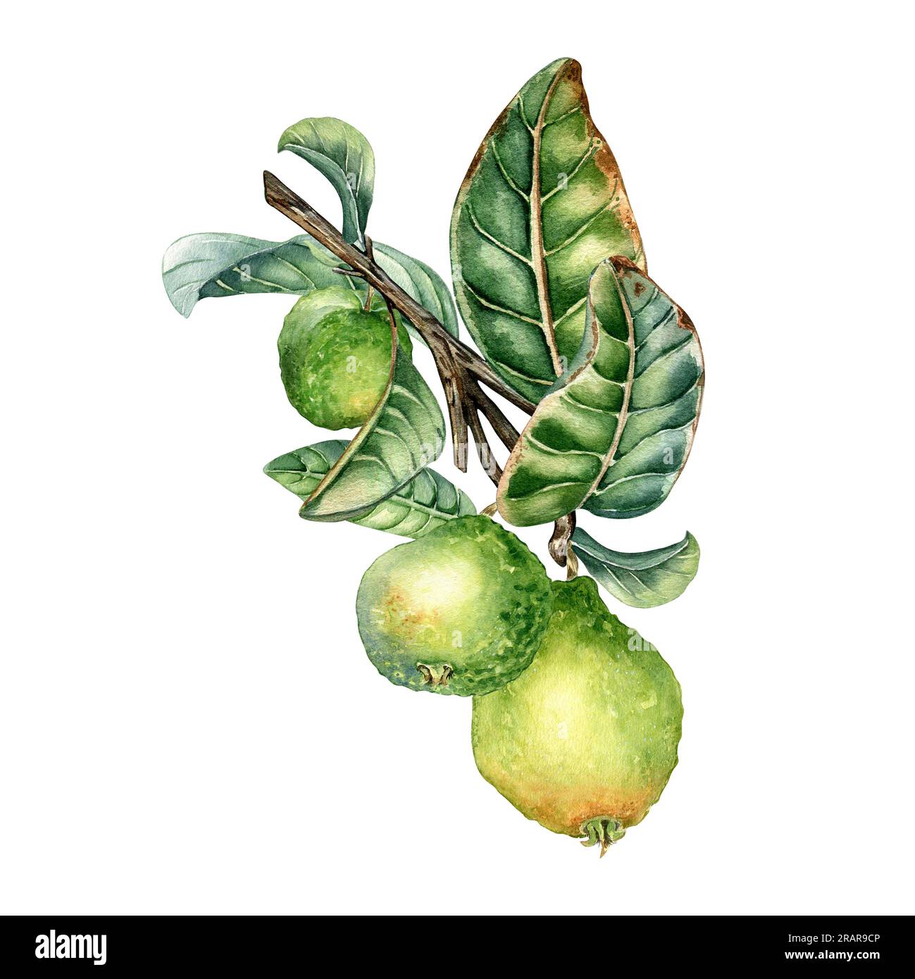 Branch of tree with three guava fruits watercolor illustration isolated ...