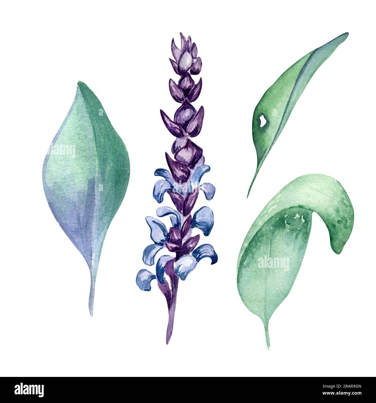 Sage herbal plant watercolor illustration isolated on white background ...