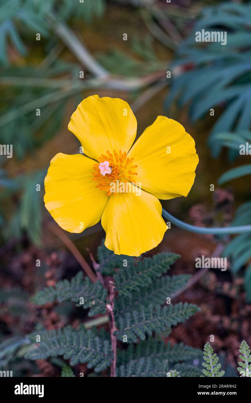Mexican tulip poppy (Hunnemannia fumariifolia), yellow flower Stock ...