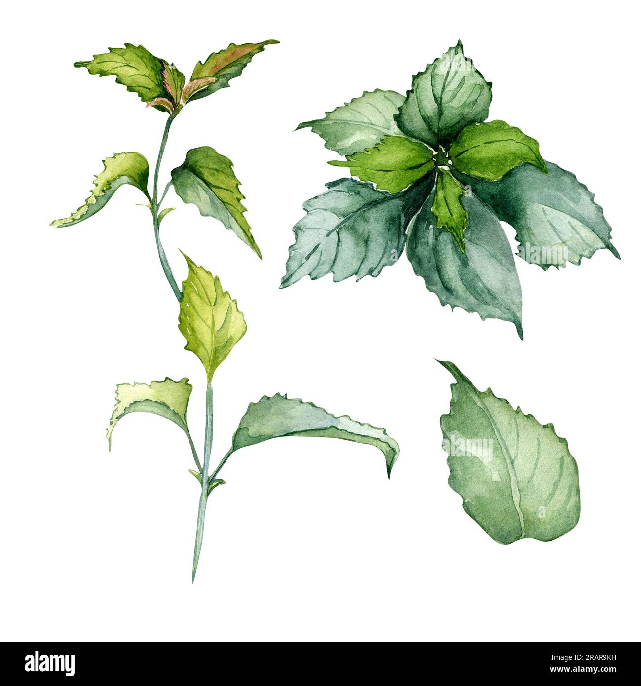 Set of nettle stem herbal plant watercolor illustration isolated on ...