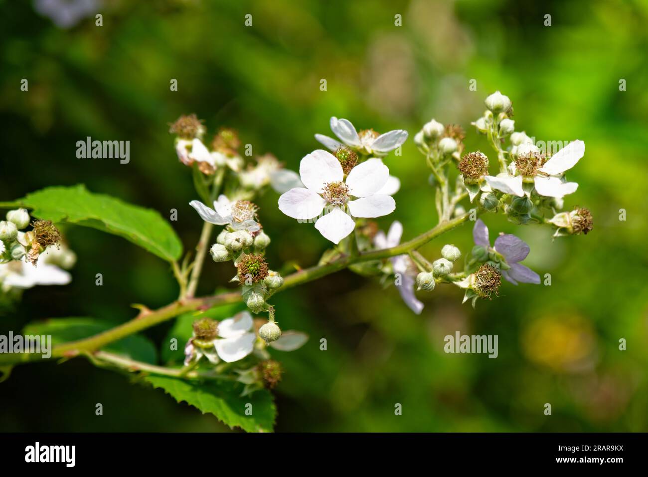 Flowers of holy bramble blooming in summer Stock Photo - Alamy