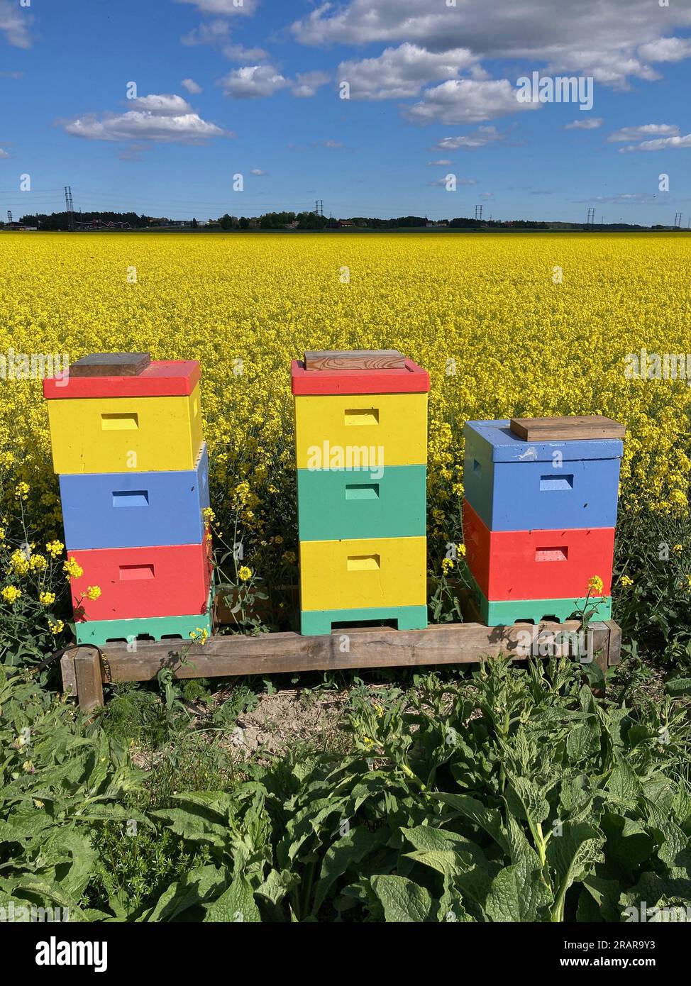 Beehive field hi-res stock photography and images - Alamy