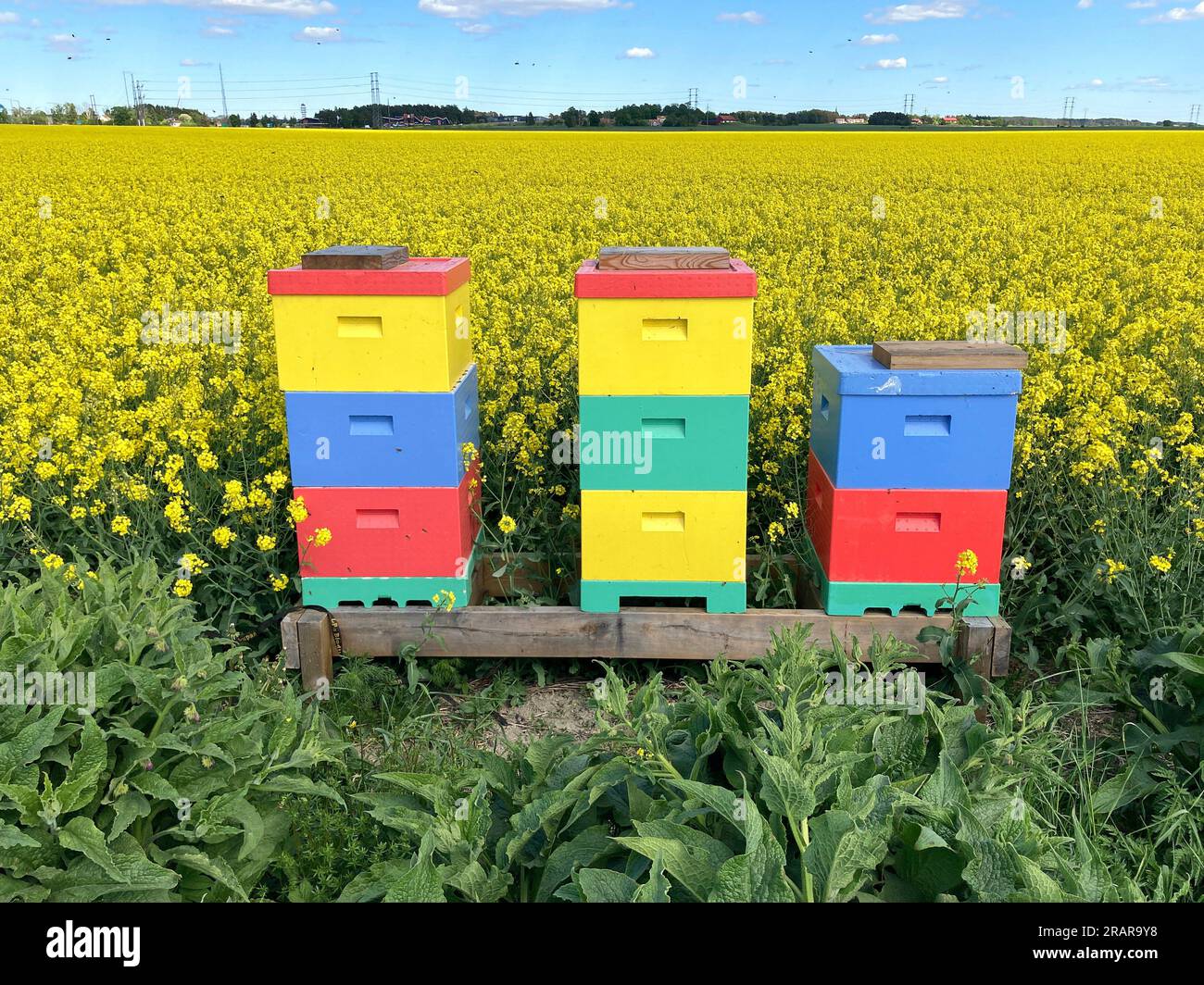 Beehive field hi-res stock photography and images - Alamy