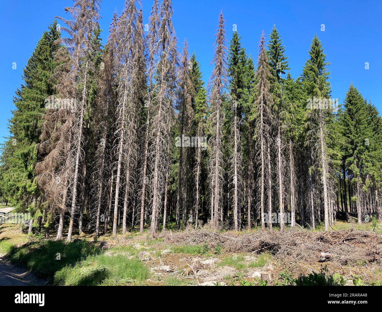 Spruce bark beetle hi-res stock photography and images - Alamy