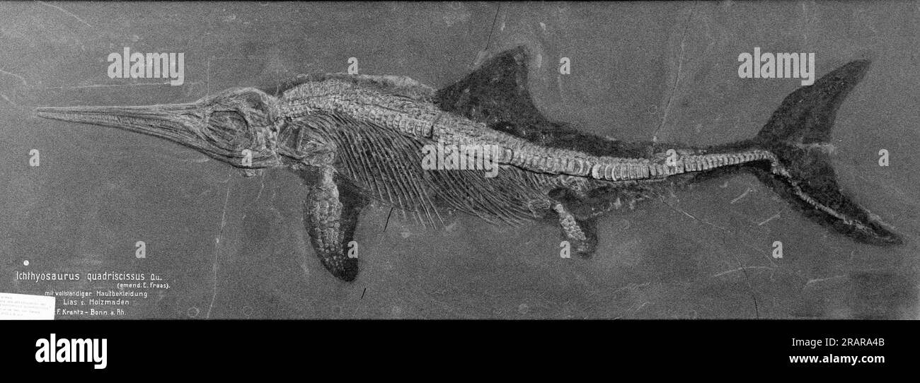 Extinct lizards Black and White Stock Photos & Images - Alamy