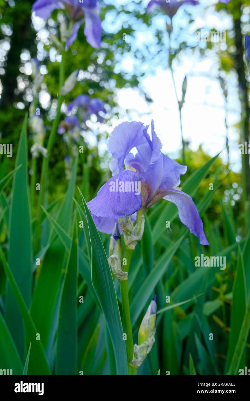 blue iris flower closeup in the garden across green grass and trees ...
