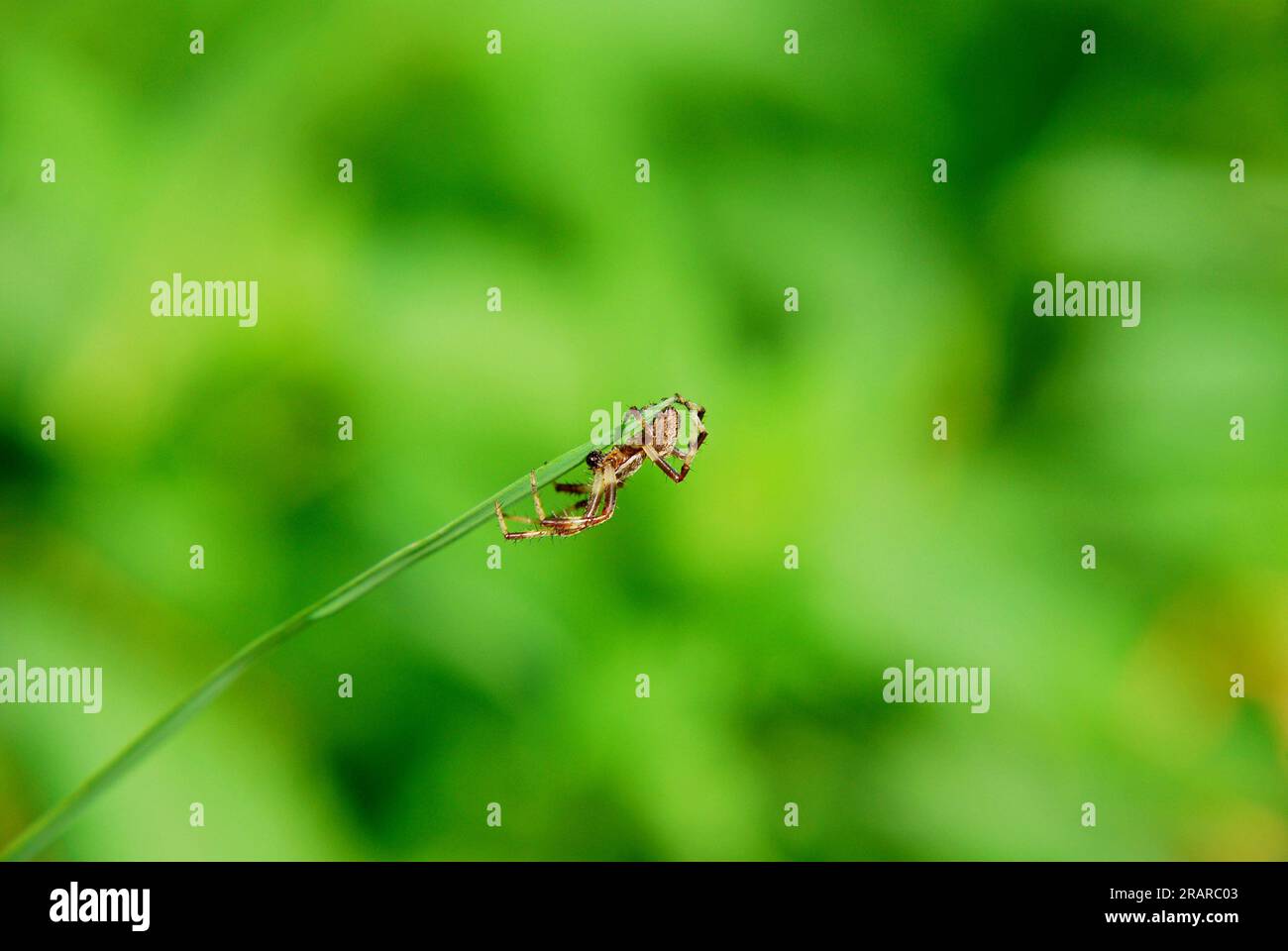 Cardinal spider hi-res stock photography and images - Alamy