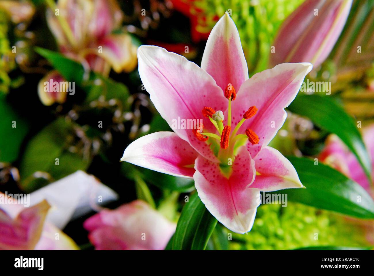 Head with petals hi-res stock photography and images - Alamy